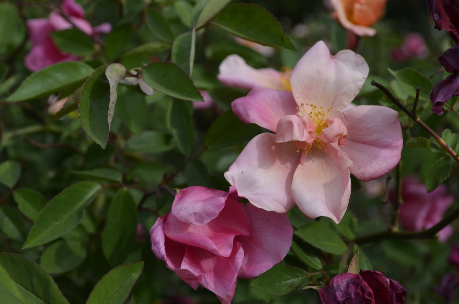 "Eurimbla" Roses: Back to my own weed-filled garden...