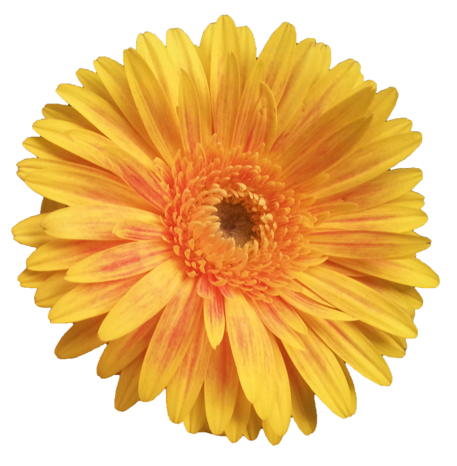 Pedaços de Mim: Flores