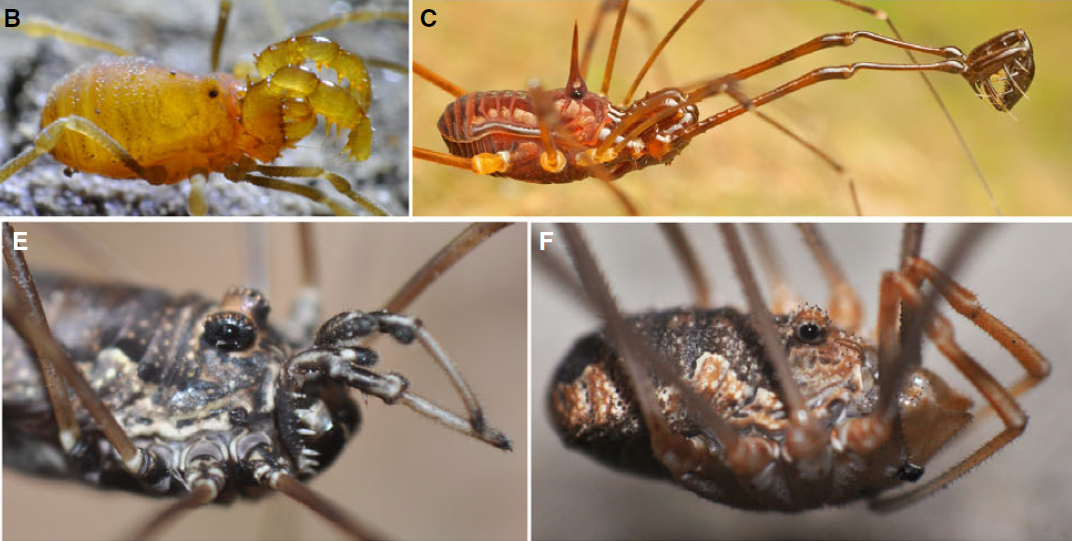 Catalogue of Organisms: Harvestmen and their Hairy Pedipalps