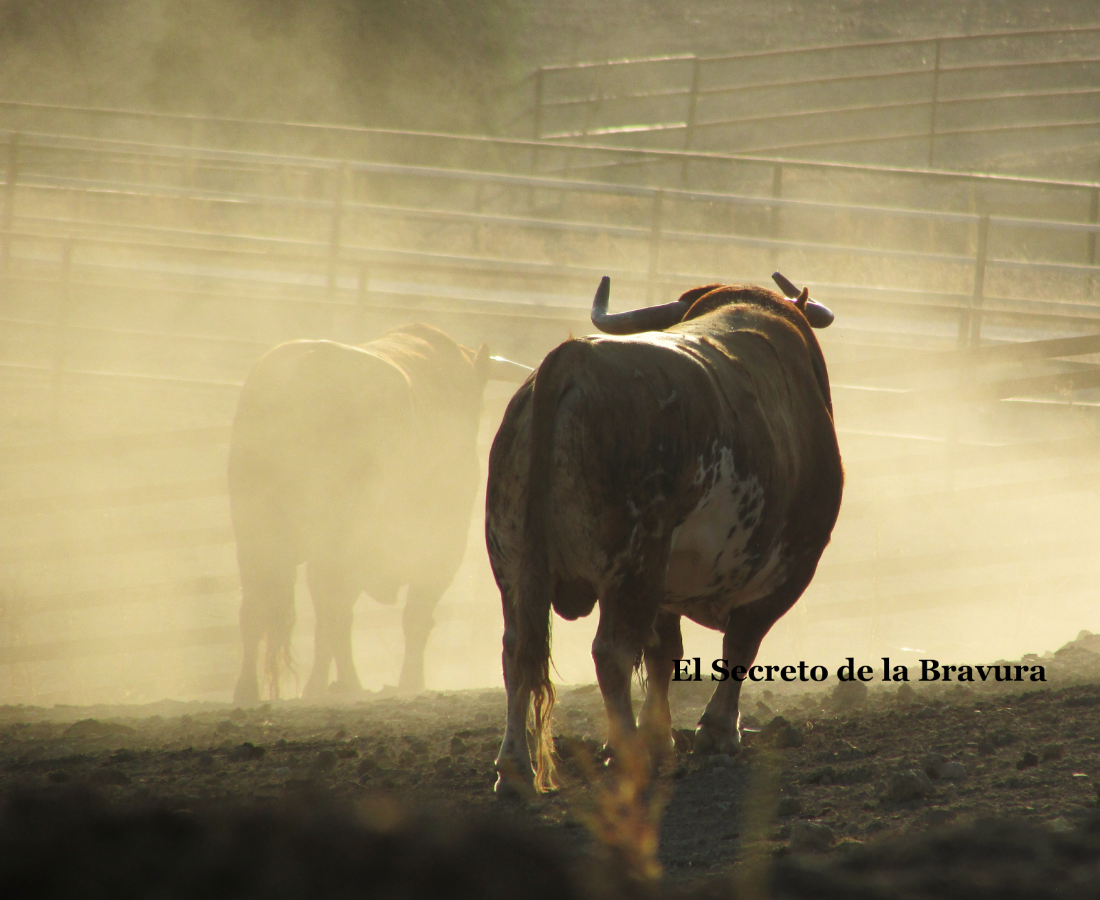 El Secreto de la Bravura: Los toros del embalse: Fuente Ymbro
