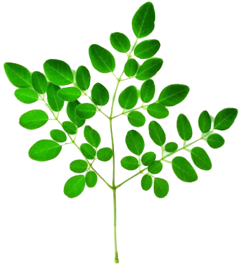 Under The Angsana Tree: Health Benefits of Moringa