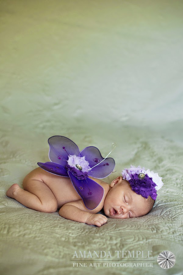 Bermuda Photographer - Amanda Temple: The Beautiful Baby Butterfly