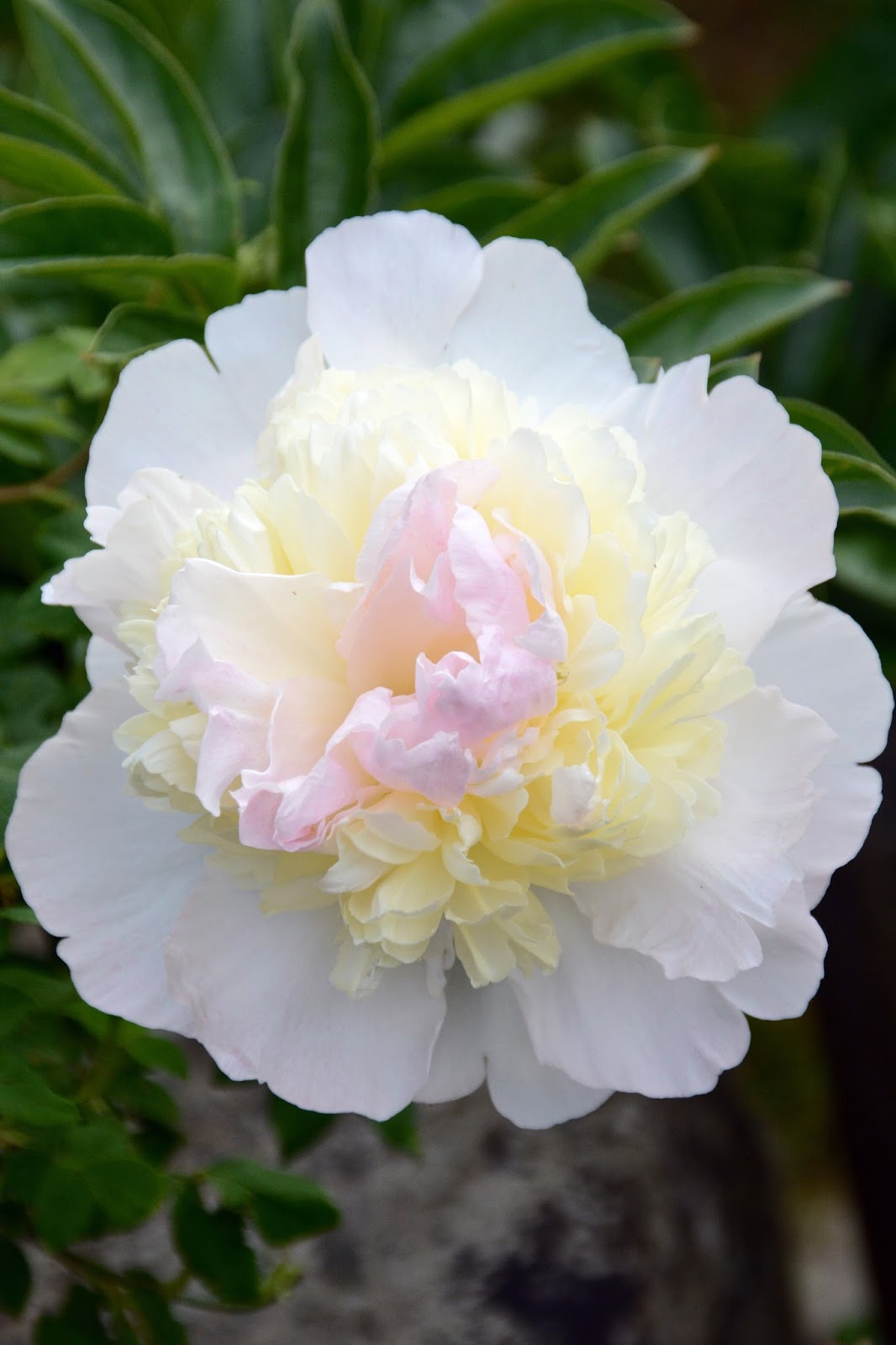 Bland pioner och rosor: Pion Raspberry Sundae