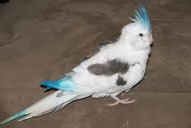 Calopsitas: Calopsitas de cores diferentes