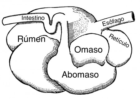 Anatomia Para Medicina Veterinária: Sistema Digestório - Part. 3 ...