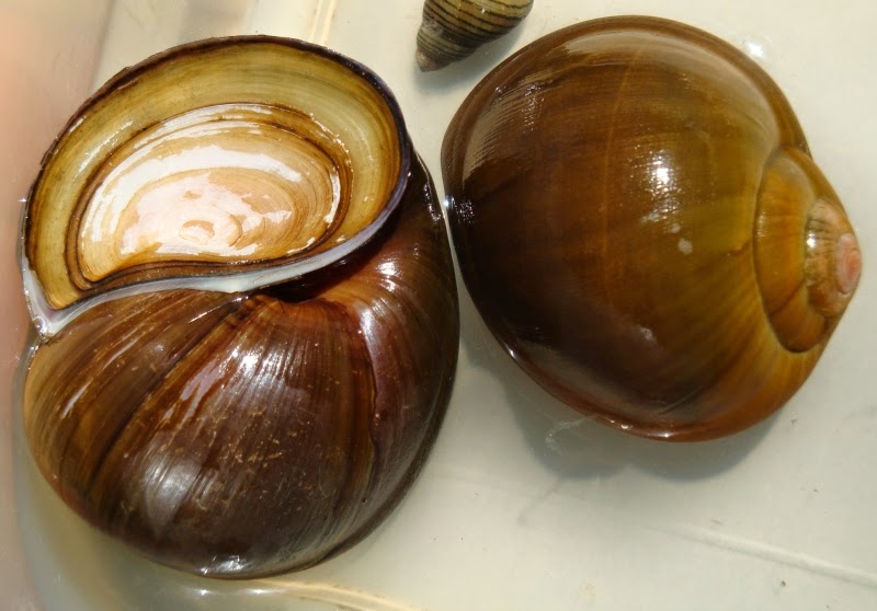 Phylum Mollusca: July 2014