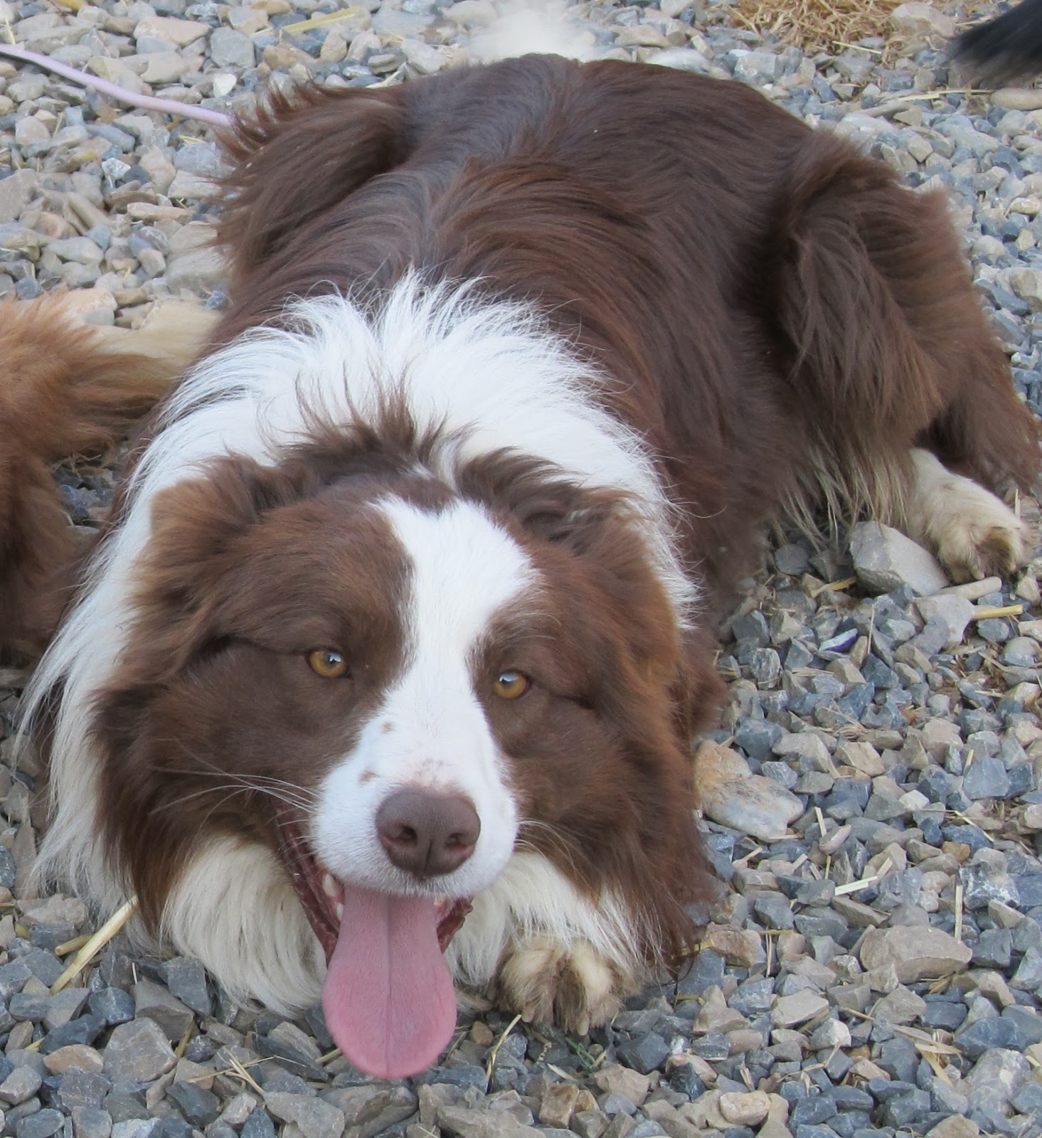 Rocky Mountain Border Collies: OUR COWBOYS