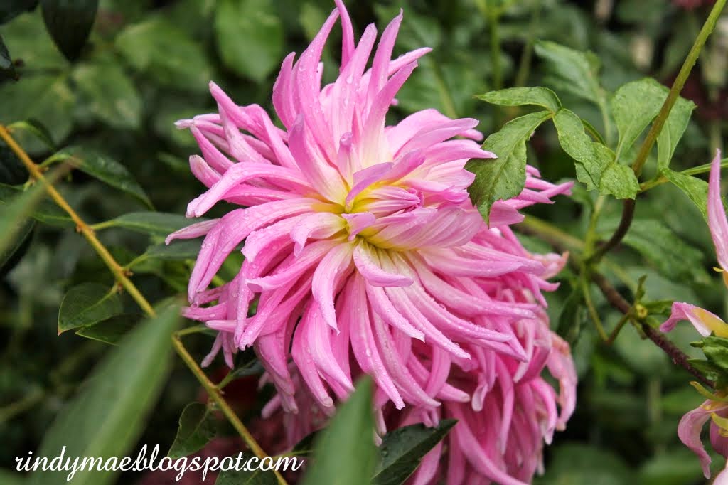 Rindy Mae: The First Week Of October In The Garden