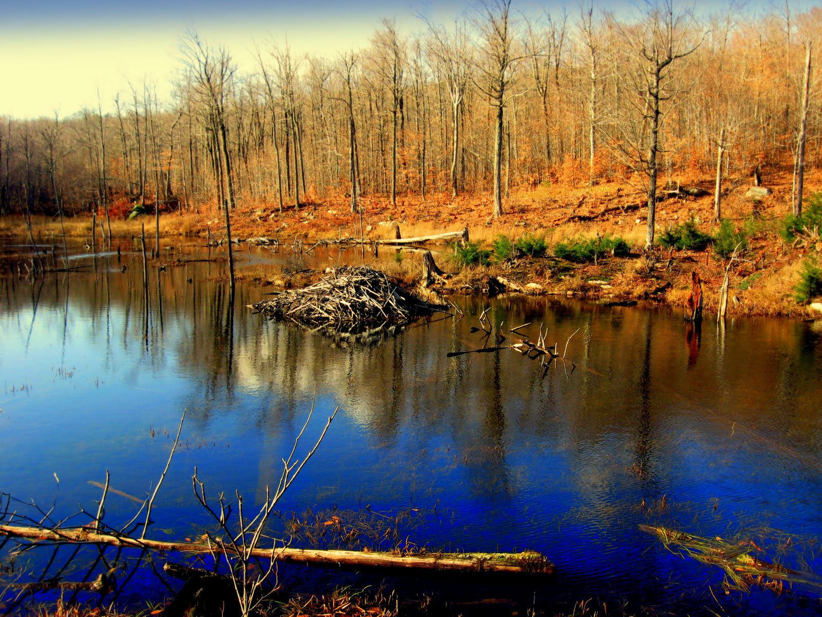 Lotus and Cedar: Gatineau Park Trail Running (Marathon Plus Distance ...