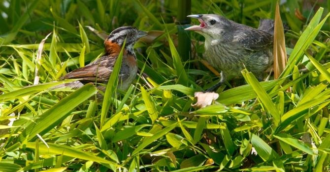 SE ENCUENTRAN EN ECUADOR EL VAQUERO BILLOSO, AVE TÍPICA DE TIERRAS ...