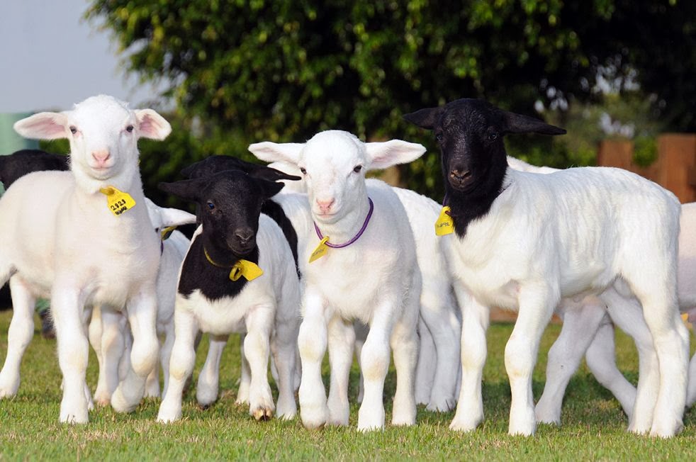 Cordeiro&VinhoByUcha: Nacional das raças Dorper e White Dorper deve ...