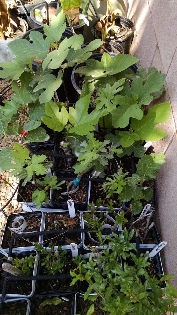 Desert Valley Orchard: MarIg Fig Seedlings