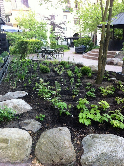 MOSSA Trädgårdsmästeri & Design: Perennrabatt 1:a växtsäsongen.