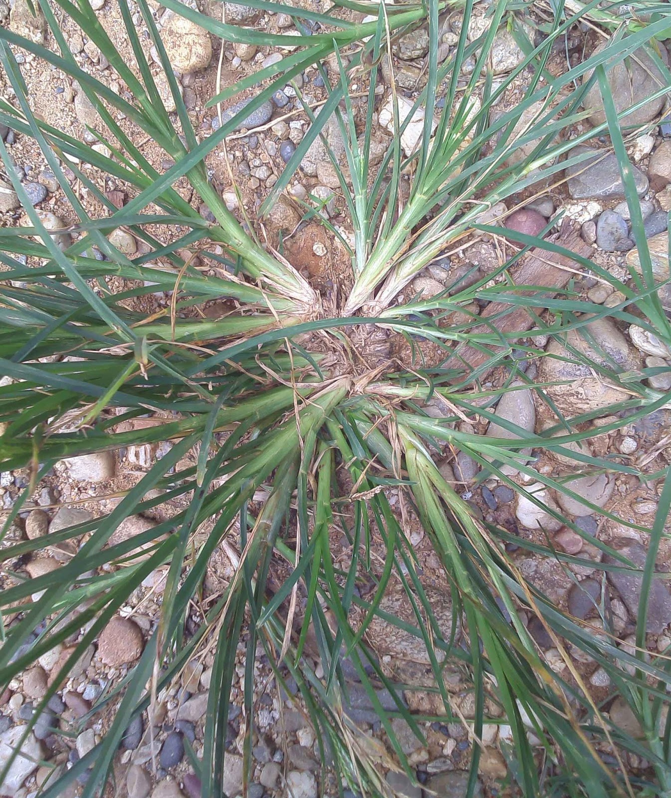 Contoh Gulma Berdaun Sempit Beserta Gambarnya | Dasar-Dasar Pertanian