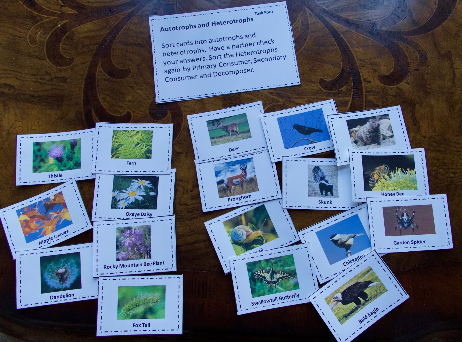 Ecosystem and Food Chain Lesson Ideas 5 LS2 and MS LS2 - Teaching ...