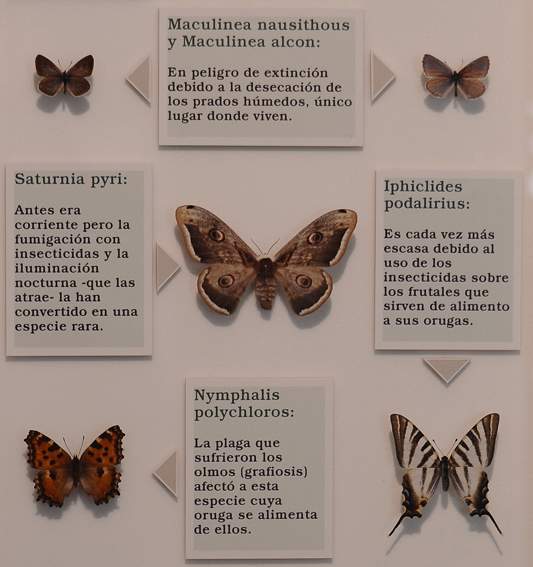 APRENDIENDO CON LA VISTA: InsectPrak: un mundo de mariposas y otros ...