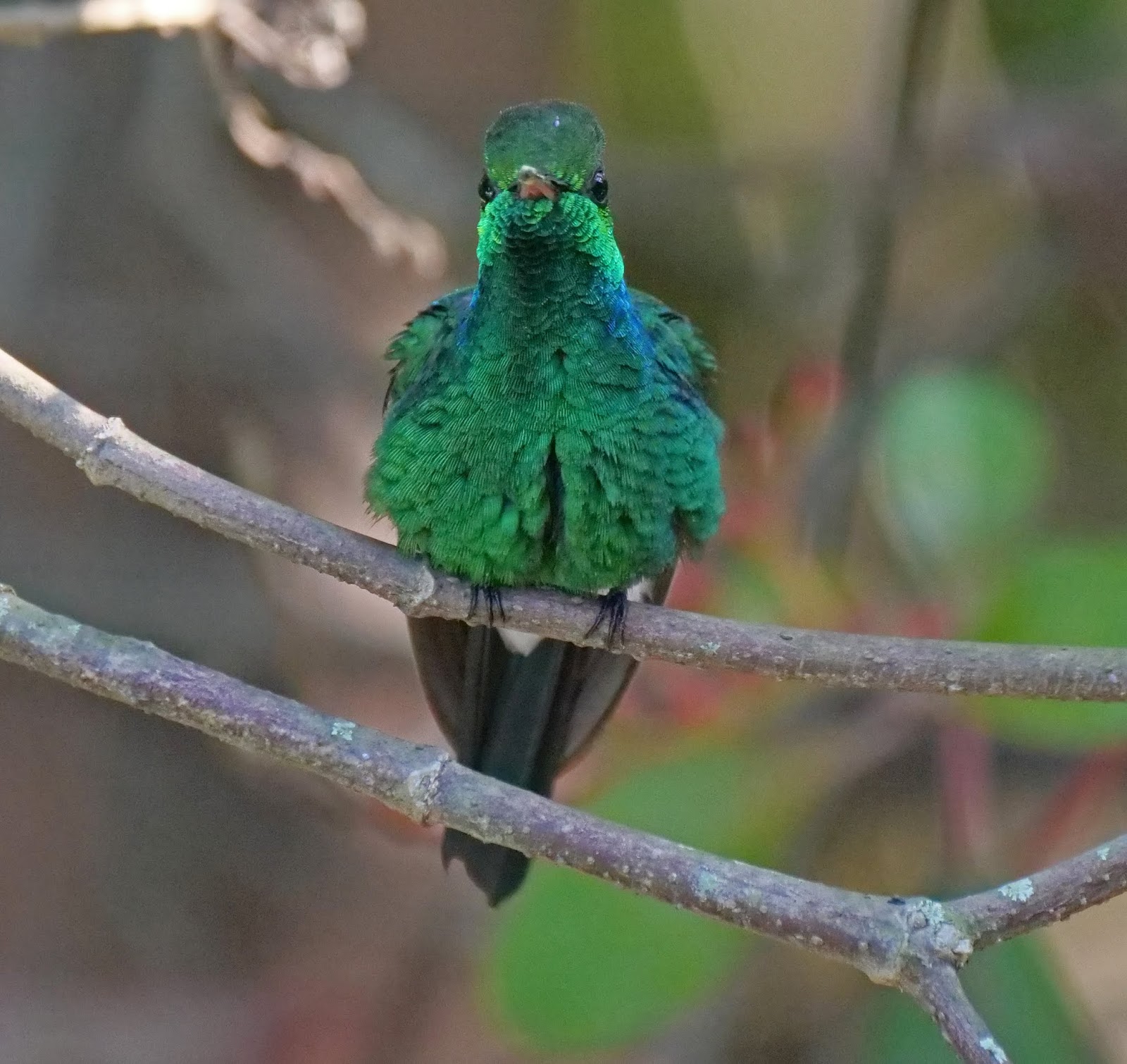 Nature in the Heart of England: Cuba: Bee Hummingbird