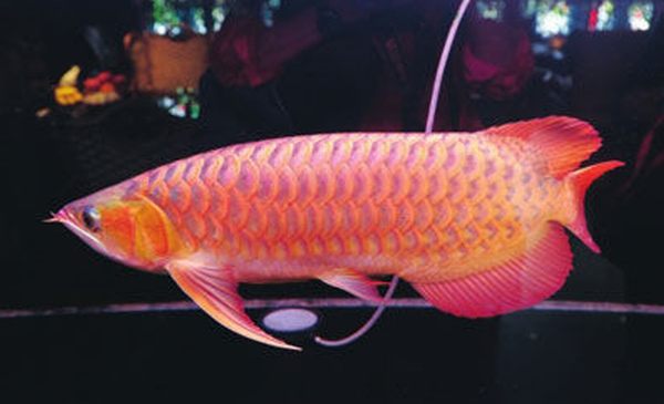 Red Dragon Fish Brings Prosperity and Good Fortune