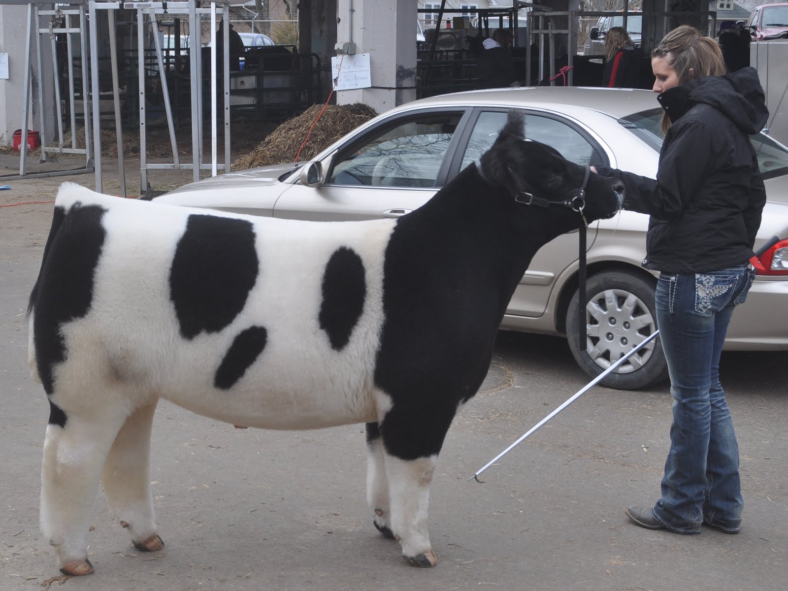 Class 1 Winner Ohio Beef Expo | Matt Lautner Cattle