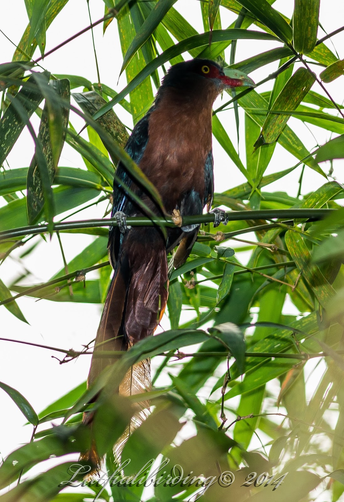 LUTFIALI BIRD PHOTOGRAPHY: CHESTNUT-BREASTED MALKOHA of FRIM ...