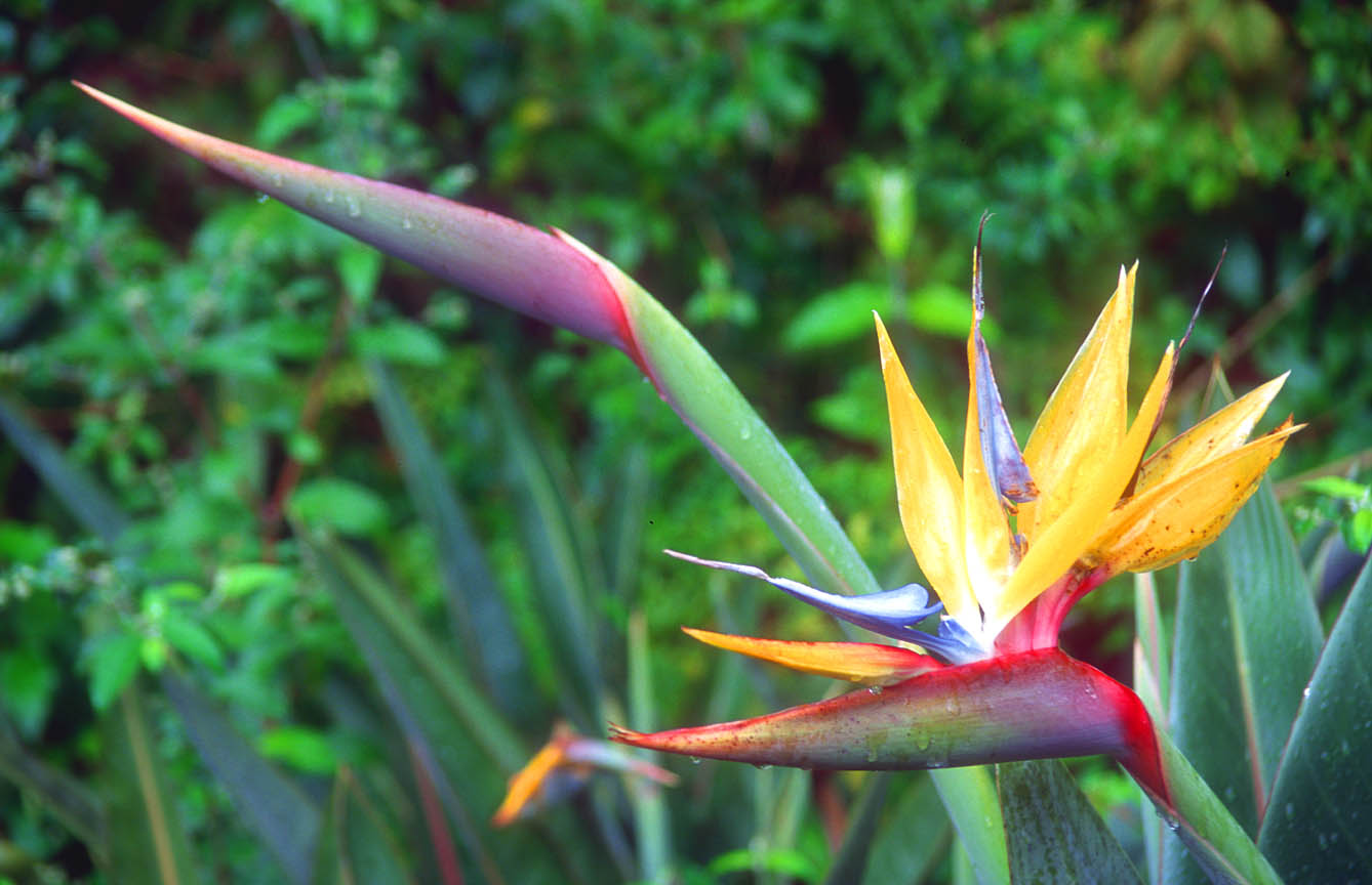 Wow 26+ Wallpaper Bunga Bird Of Paradise - Gambar Bunga Indah