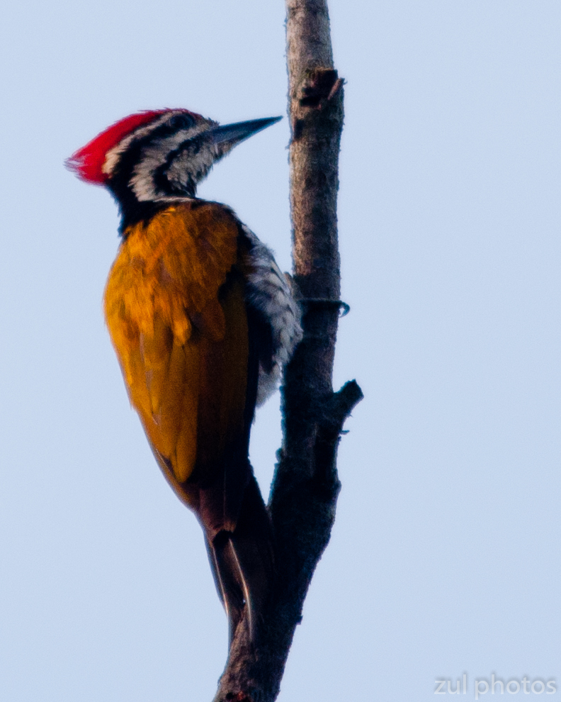 Zul Ya - Birds of Peninsular Malaysia: Belatuk (Woodpecker)