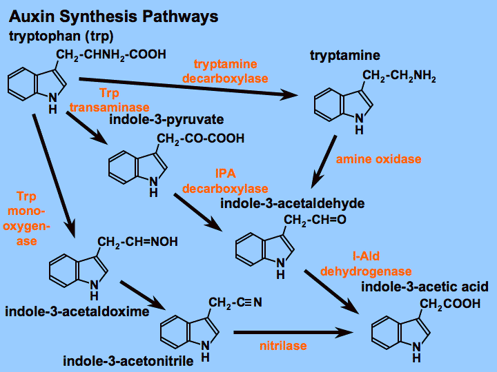 Plant Biotech: Auxins