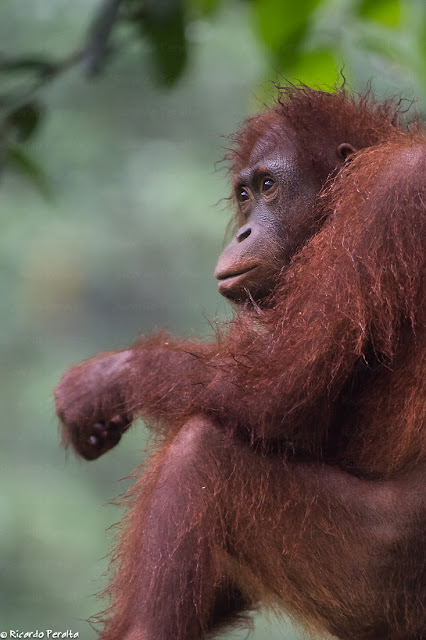 Ricardo Peralta. Fotógrafo de Naturaleza: Orangután de Borneo (Pongo ...
