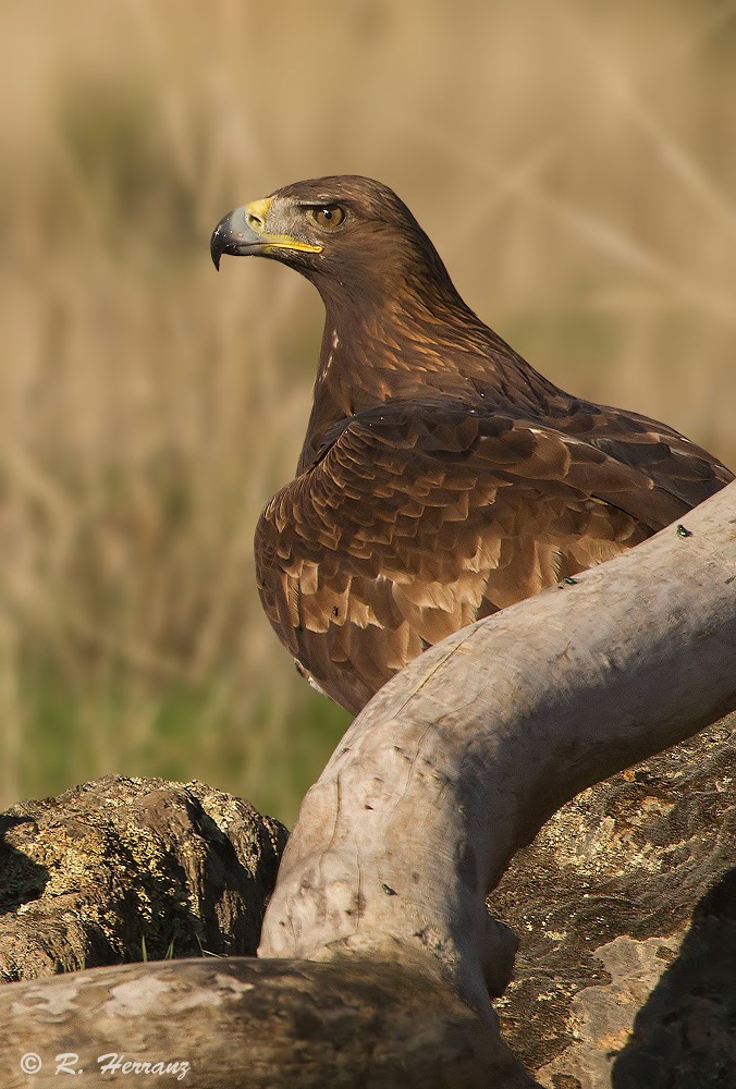 fotosricardo-h: ÁGUILA REAL - Golden eagle