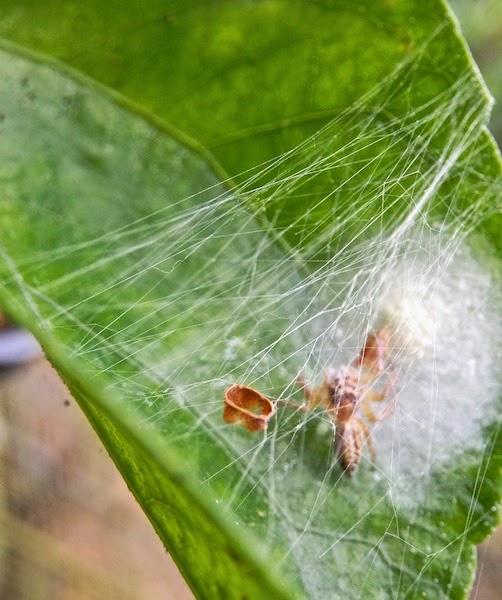 News from Coquette Point