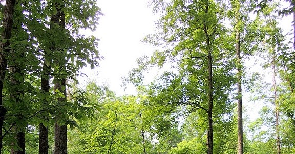 Birding Is Fun!: Birding the Red River Gorge (Kentucky)