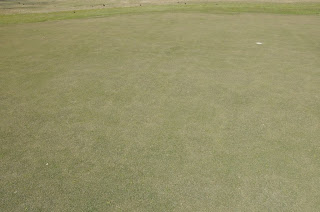 NC State Turf Pathology: Spring rings on MiniVerde greens