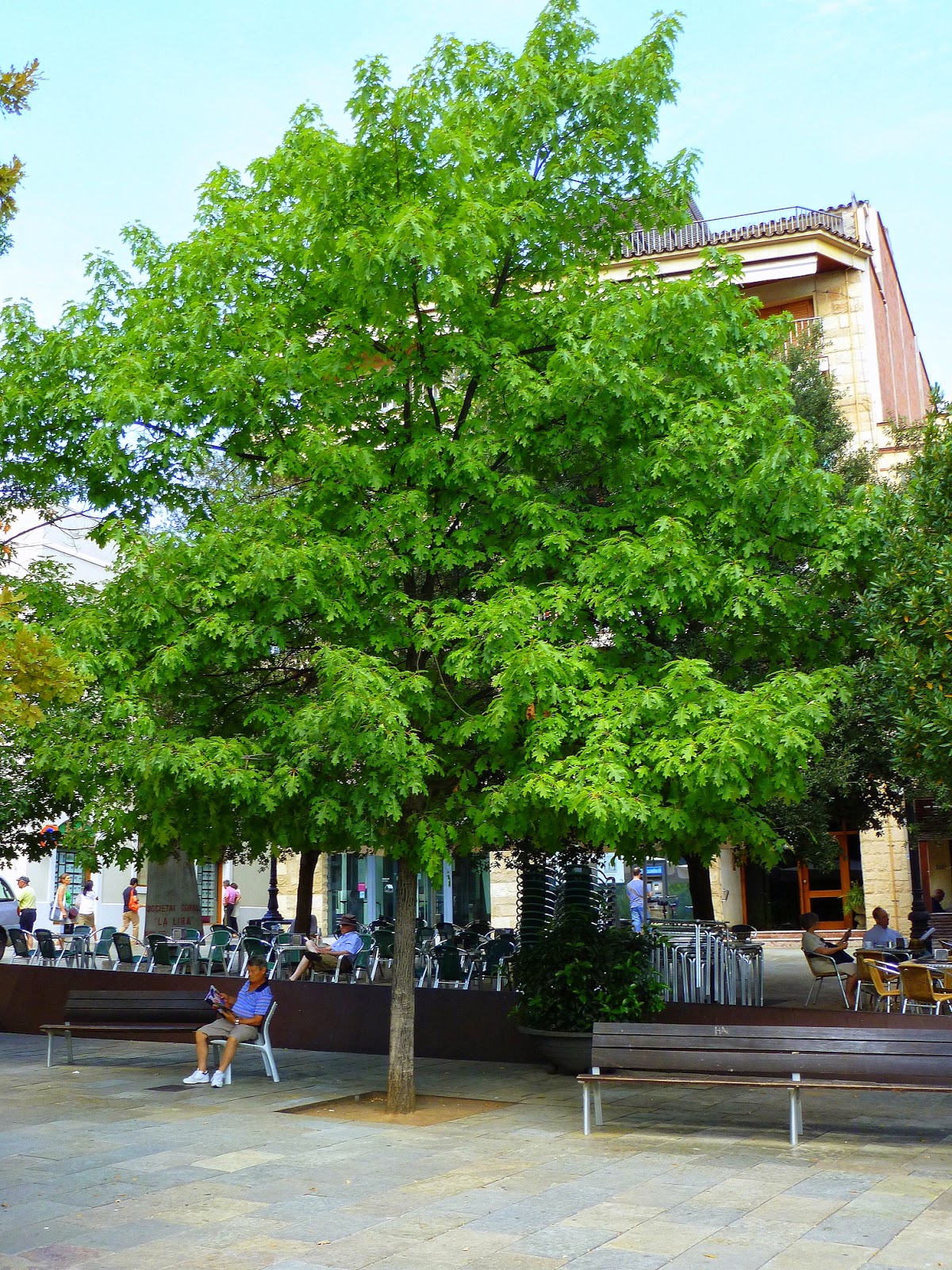 Árboles con alma: Roble rojo americano (Quercus rubra)