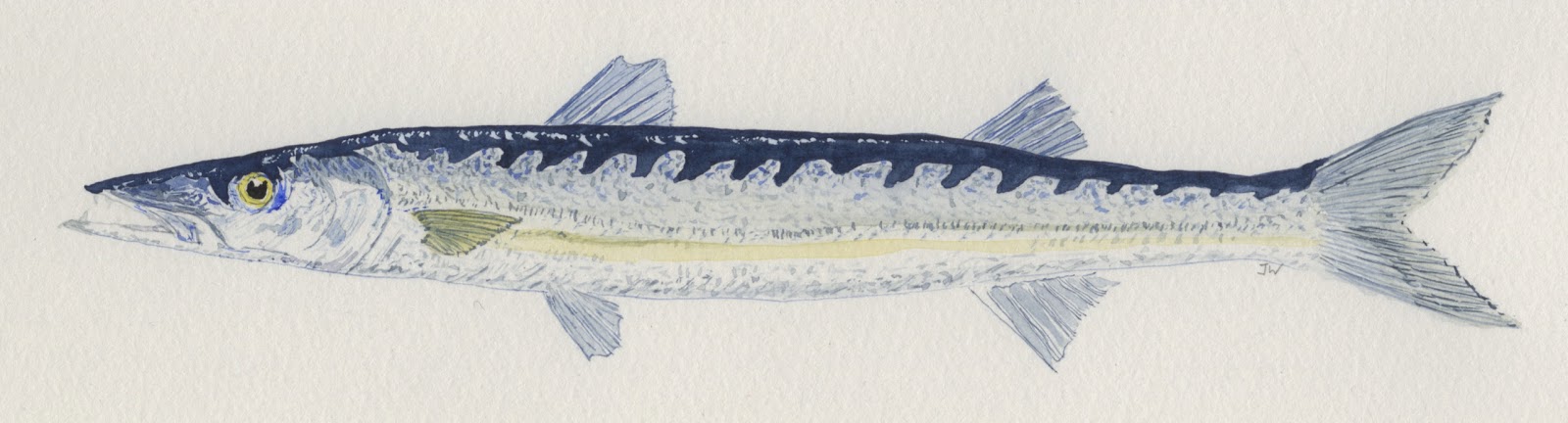 Pescadotes: northern sennet