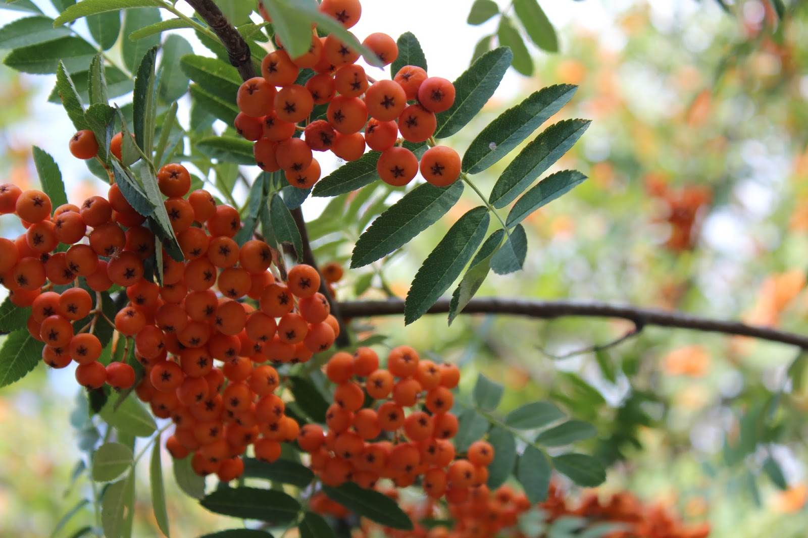 Perfumes y luces de Extremadura: Serbal común, Sorbus domestico.