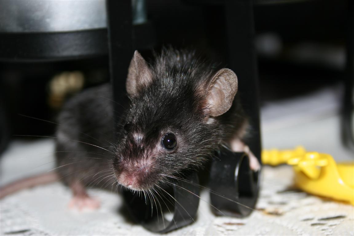 R. Wright Photography: My Black Mouse!