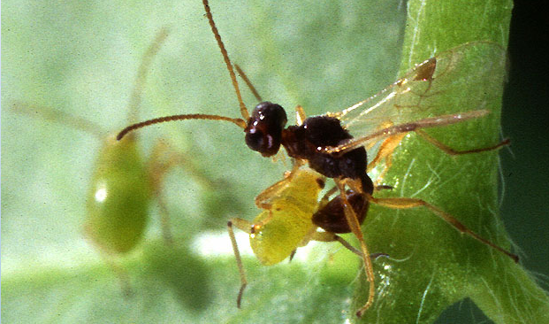 Parasitoid Hama | detiktani.com