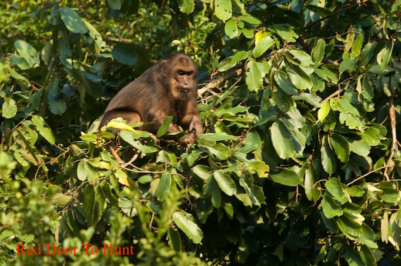 RED Door To Hunt: Laporan Pemerhatian & Kajian Beruk Kentoi~Macaca ...