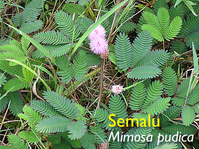 Forest Dweller: Khasiat Pokok Semalu
