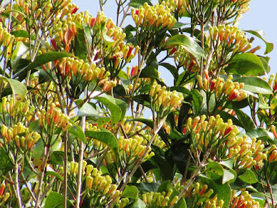 Cara Budidaya Tanaman Cengkeh Yang Baik Dan Benar | Tips Merawat Tanaman Ok