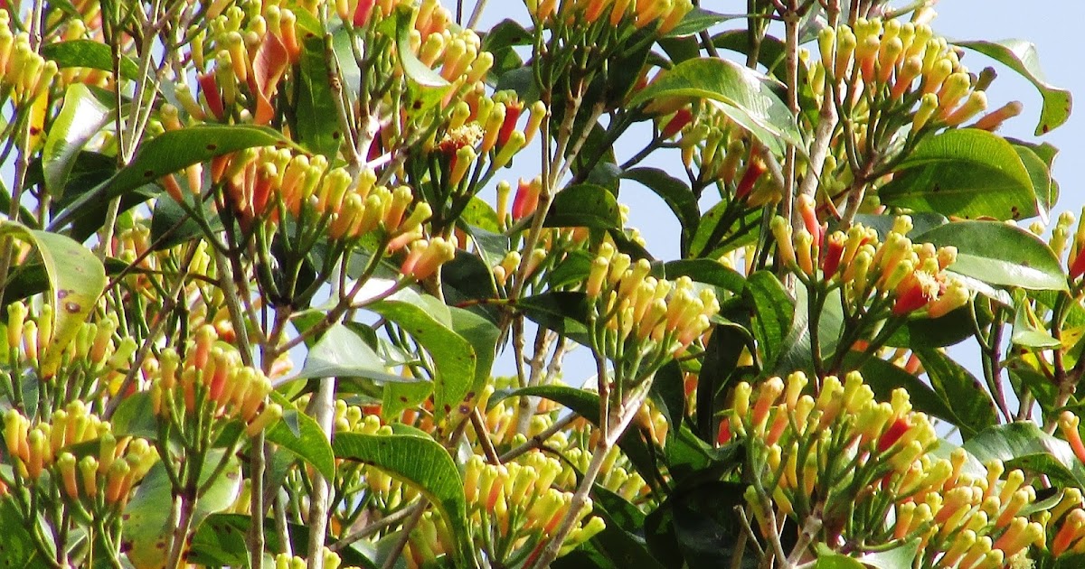 Cara Budidaya Tanaman Cengkeh Yang Baik Dan Benar | Tips Merawat Tanaman Ok