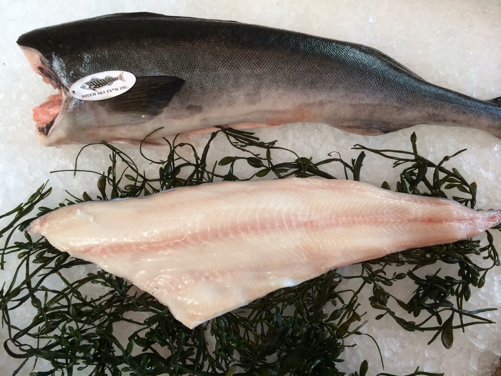 The Edible Ocean: Fresh Sable, Farmed