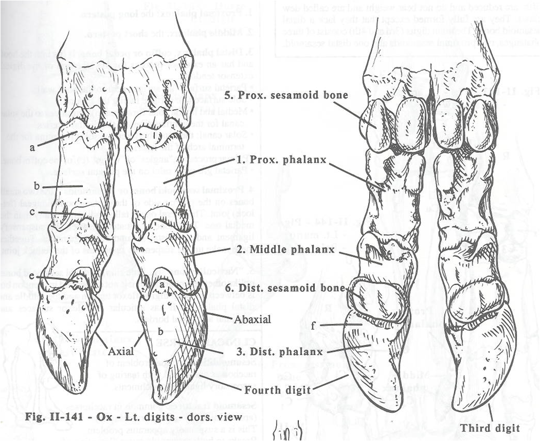 Merrily's Animal Science Journal: Notes from Veterinary Medical Terminology
