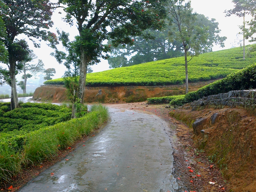 Beautiful Captures: Tea states in Sri Lanka