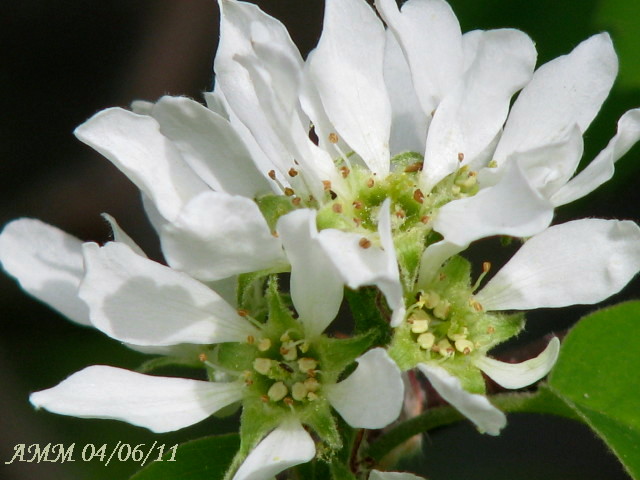 For the Joy of Flowers: Saskatoon Berry