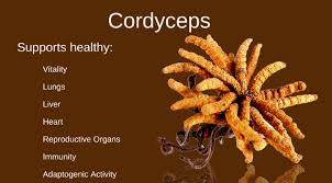 The Herb Hound: CORDYCEPS