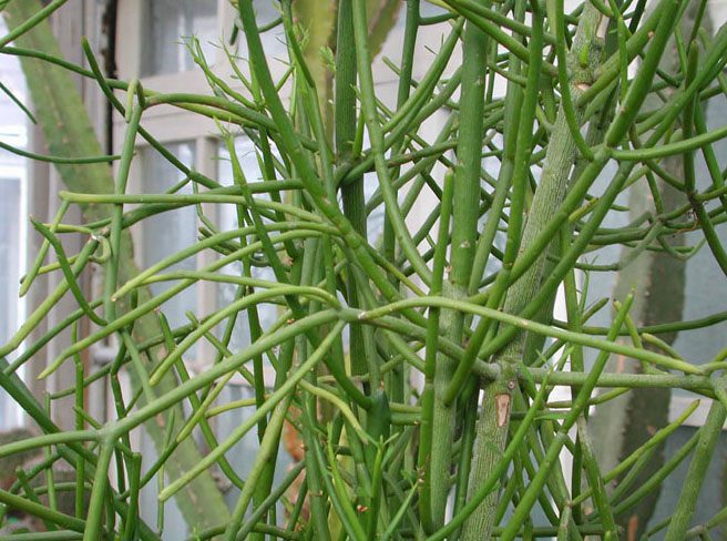 SUBHANALLAH!! LUAR BIASA!! TERNYATA TANAMAN INI DAPAT MENGATASI KAPALAN ...