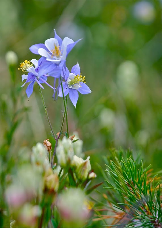 Colorado Columbine