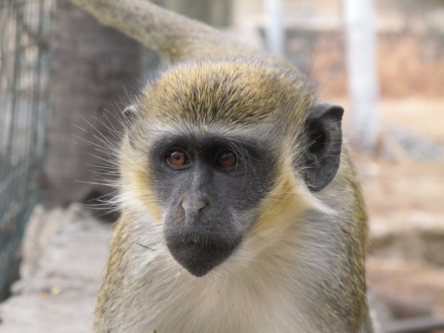 Papillon 971: The animals of Cabo Verde