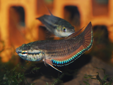 Betta picta - Javan Mouthbrooding Fighting Fish ~ Nice Betta